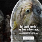 Experience animal smuggling’s cycle of death. It’s Possible. – The Stable