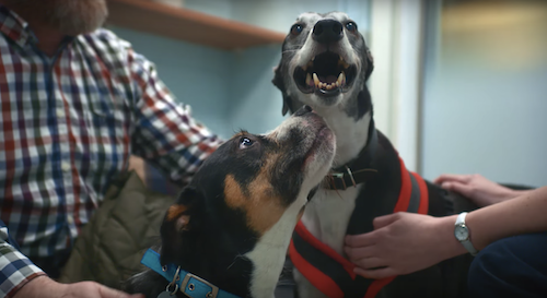 Karmarama: The world’s first animal reporters make a doco series for ...
