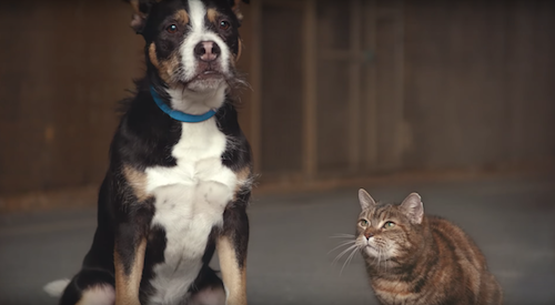Karmarama: The world’s first animal reporters make a doco series for ...
