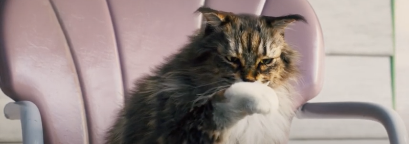 Cramer-Krasselt & The Embassy: A grumpy CG cat gets emotional about Cat ...
