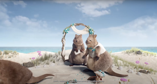 Leo Burnett Australia & HBF: Buddy the quokka saves his limits. But his ...