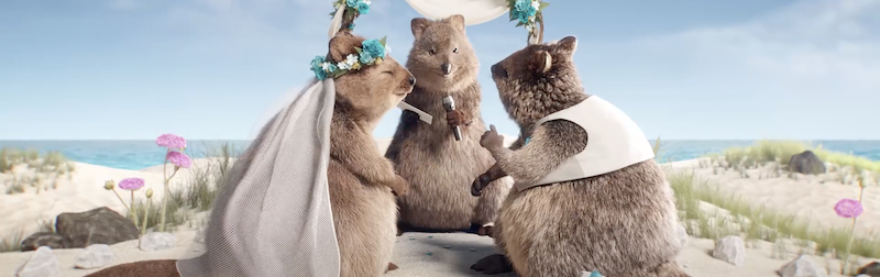 Leo Burnett Australia & HBF: Buddy the quokka saves his limits. But his ...
