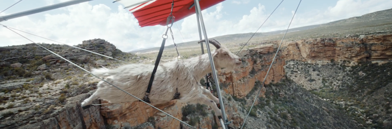 VCCP London & Virgin Media: A clever goat gets to soar – The Stable
