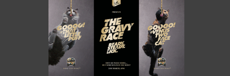 AMV BBDO & Sheba: It’s influencer cat vs influencer cat in the first ...