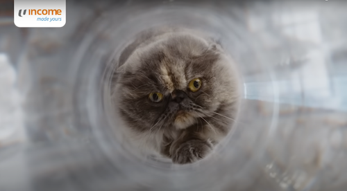 BBH Singapore & Publicis: A very funny cat video makes Income Insurance ...