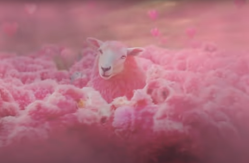 Serviceplan & Rainbow Wool: Wool from gay sheep promotes & funds ...
