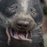 Fold7 & Capital One UK: Don’t end up with a badger when you want a ...